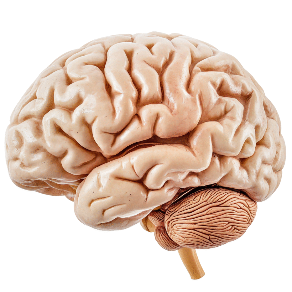 Best Neurology Hospital in Batala - EMC Hospital Batala